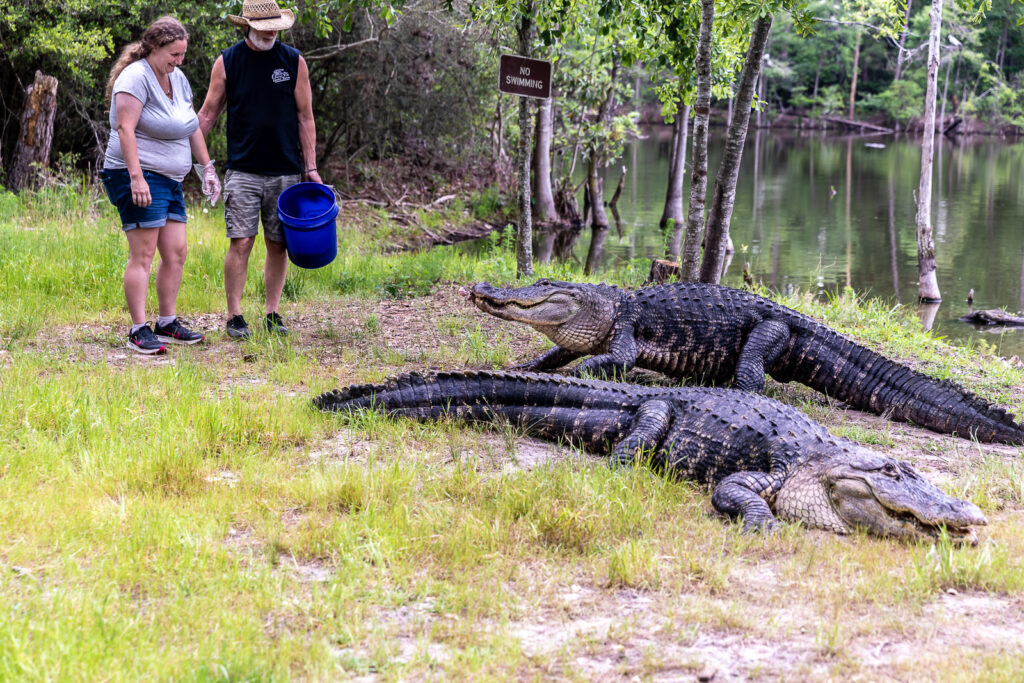 Orange Hill Gator Farm in Chipley, Florida Offers a Unique Experience ...