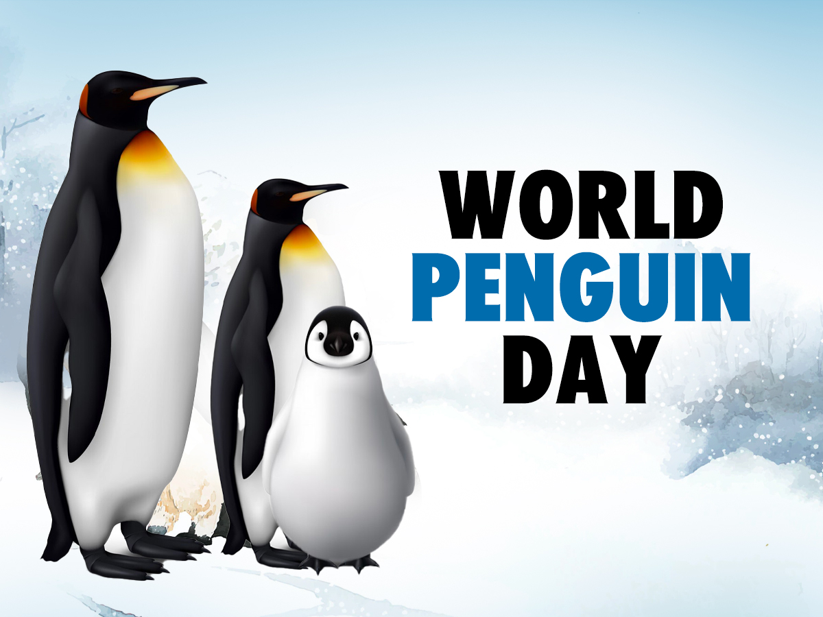 April 25 is World Penguin Day - Foster Folly News