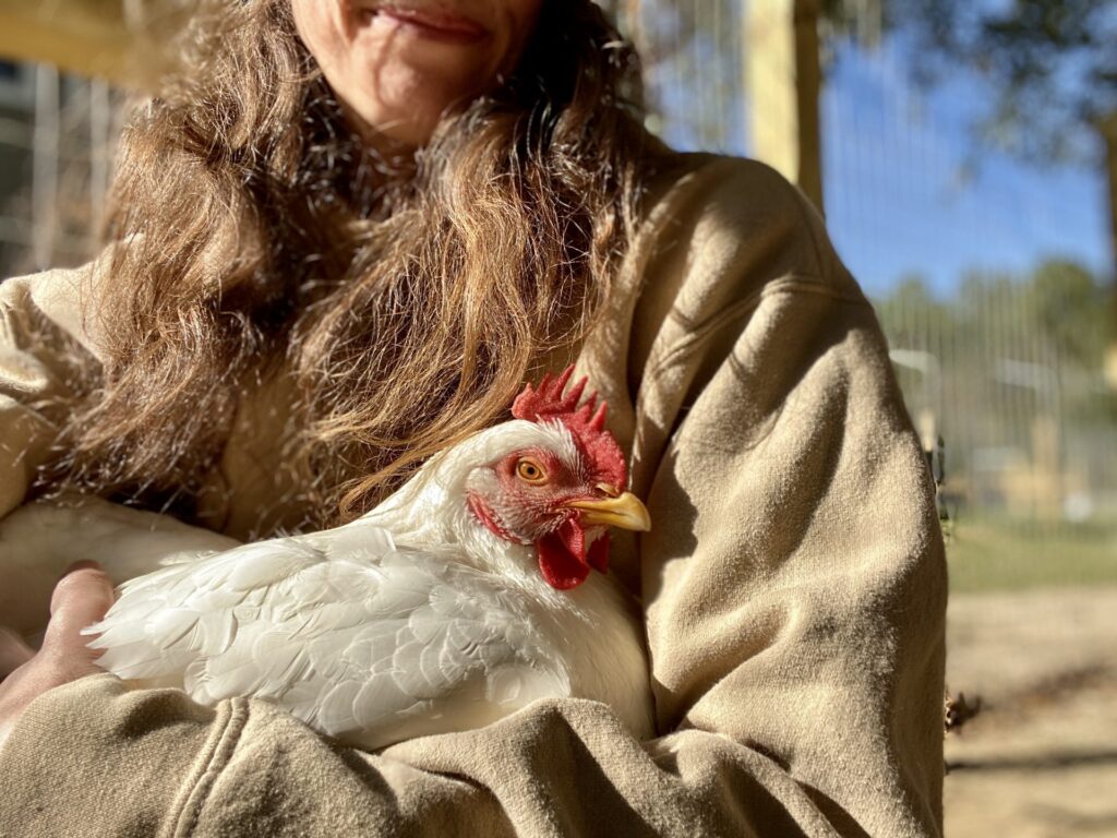 January 8 is National Snuggle a Chicken Day - Foster Folly News